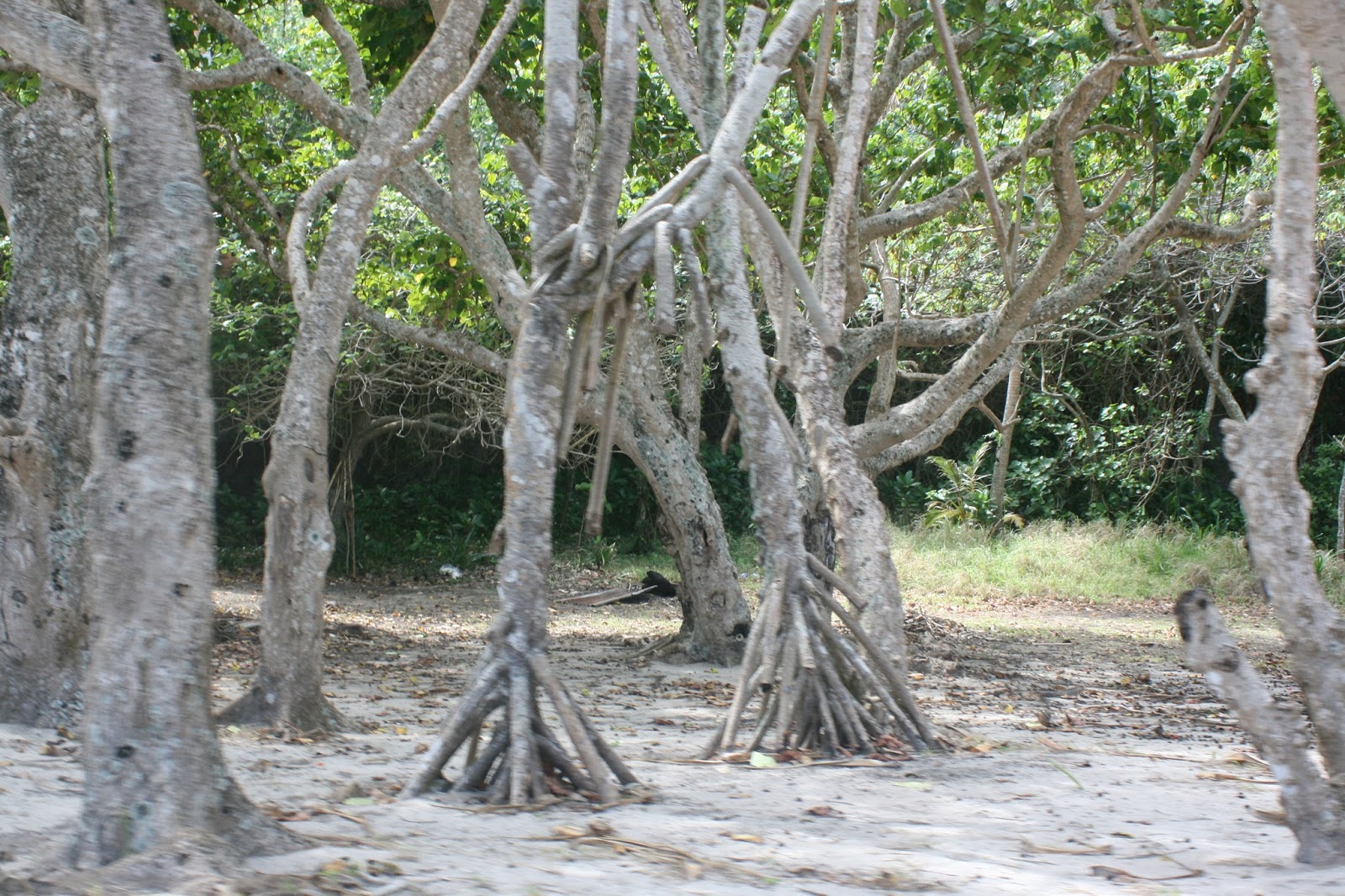 Mission To The Land of The Long White Cloud: Trees in Tonga