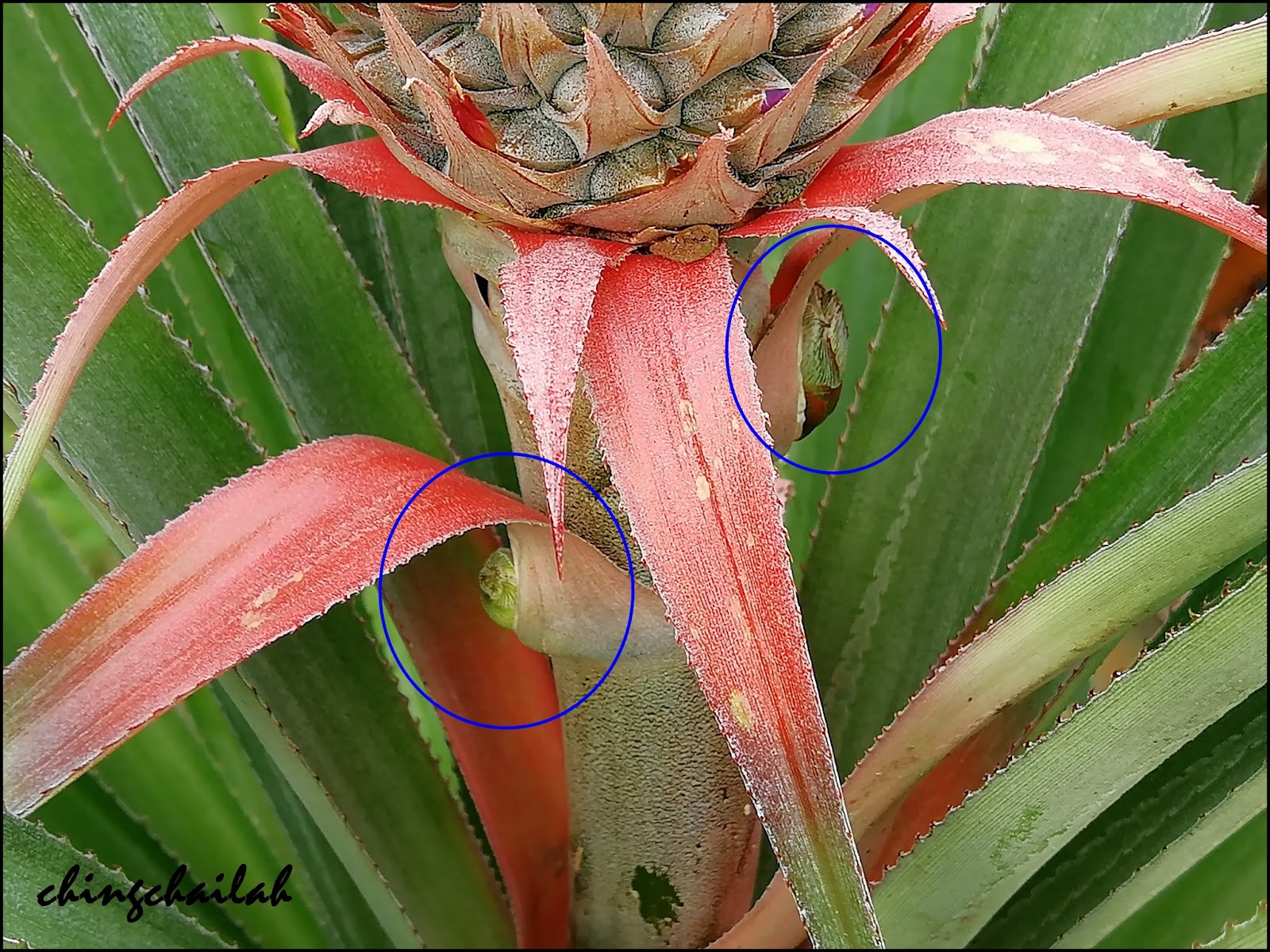 Simple Living In Nancy: Harvesting The Second Pineapple From My Garden.