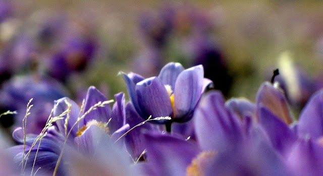 Letting in the Light: Finding Violet