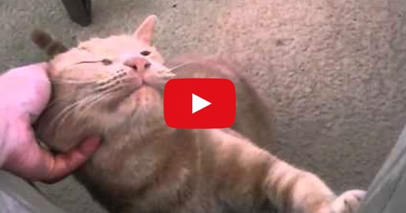What the World's Most Polite Cat Does for Attention is So Sweet - Must ...