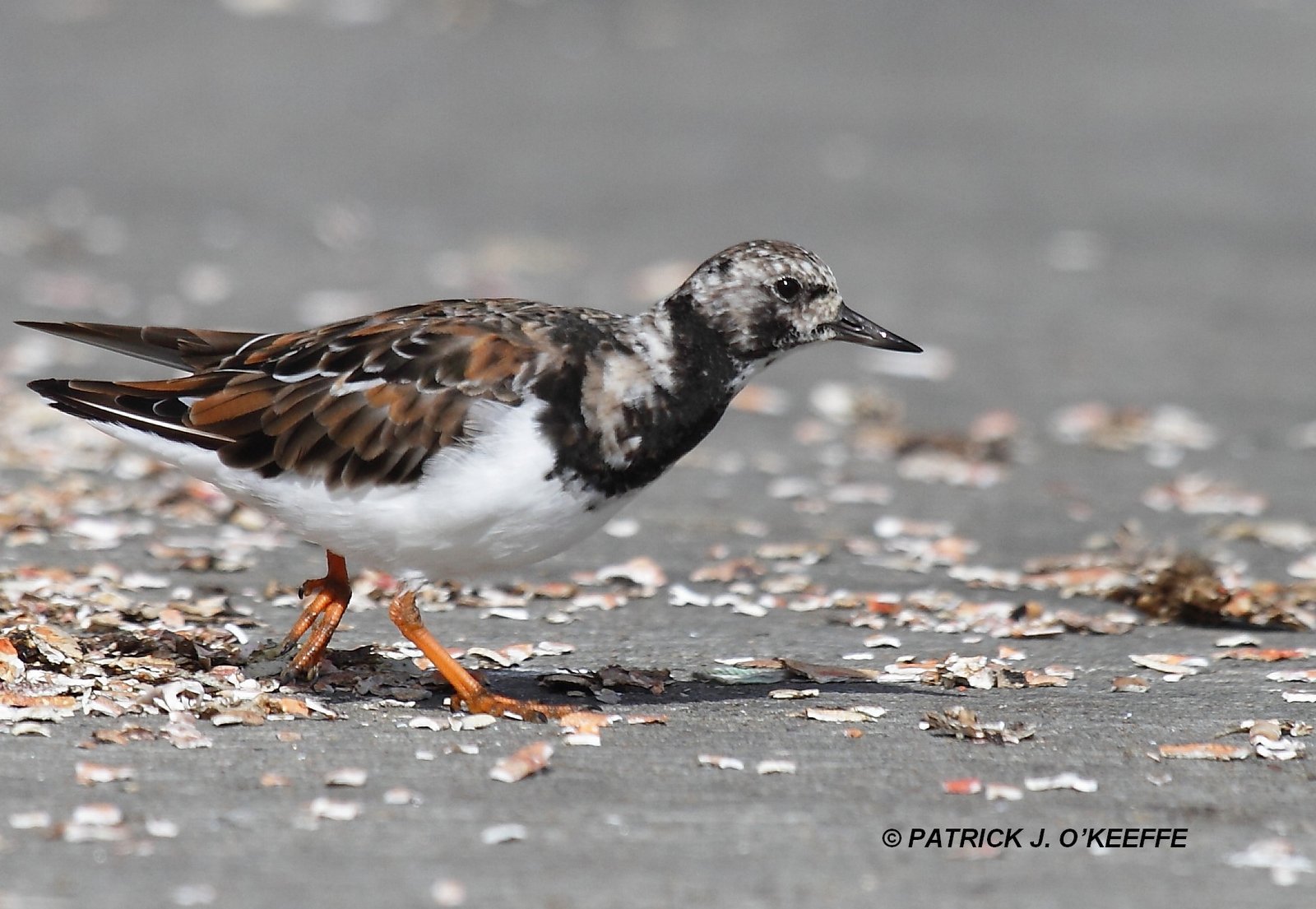 Raw Birds: RUDDY TURNSTONE Arenaria interpres