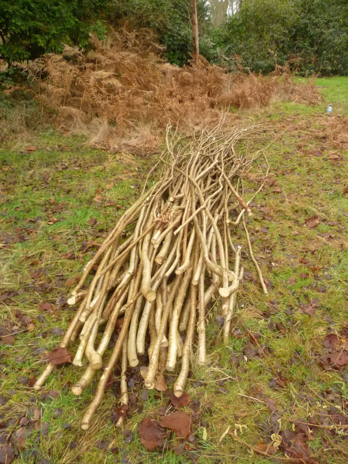 Worcester College Gardeners 2009-2018: Coppicing Hazel And Silver Birch