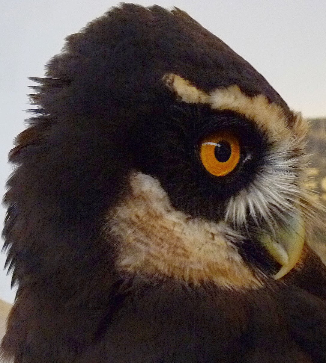 Birding For Pleasure: Spectacled Owl - Pulsatrix perspicillata