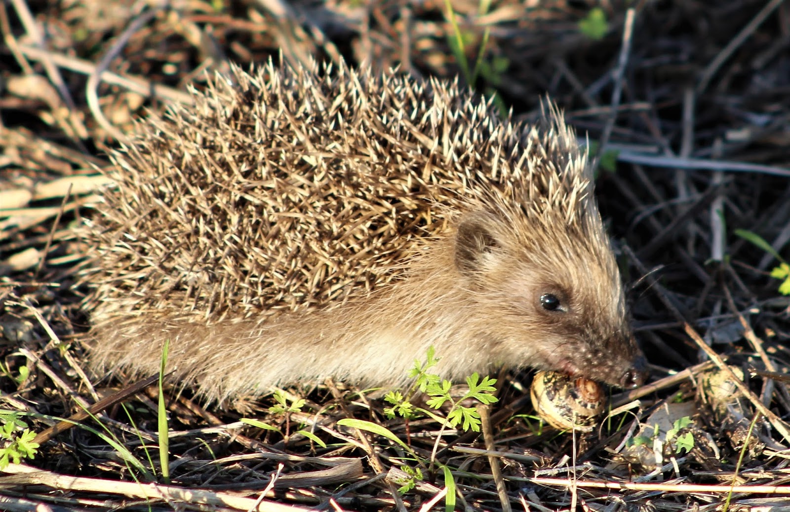Imagens da vida animal: Ouriço-cacheiro (Erinaceus europaeus) (Dieta)
