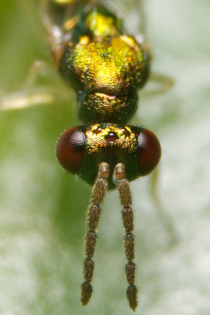 ムシをデザインしたのはダレ？: ヒメコバチ科の一種（Sympiesis derogatae）