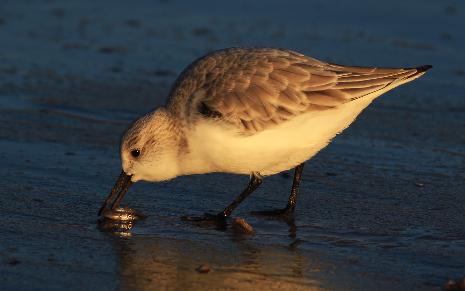 Mark James Pearson: Bird of the Week #10 - Sanderling