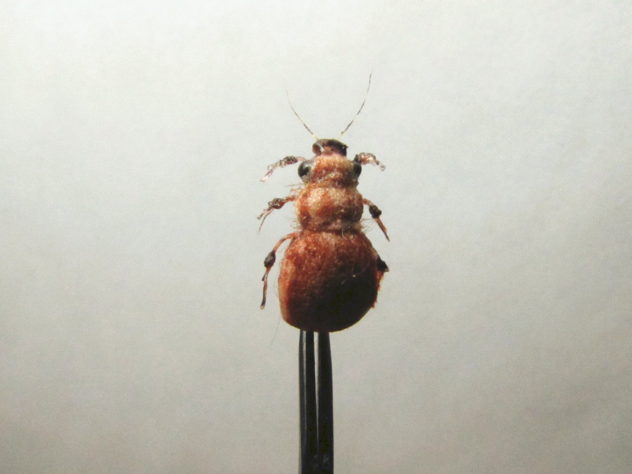 A Creative Fly Tying Blog.: The Foam June Beetle Bug.!