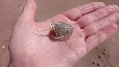 NeuroDojo: September 2017