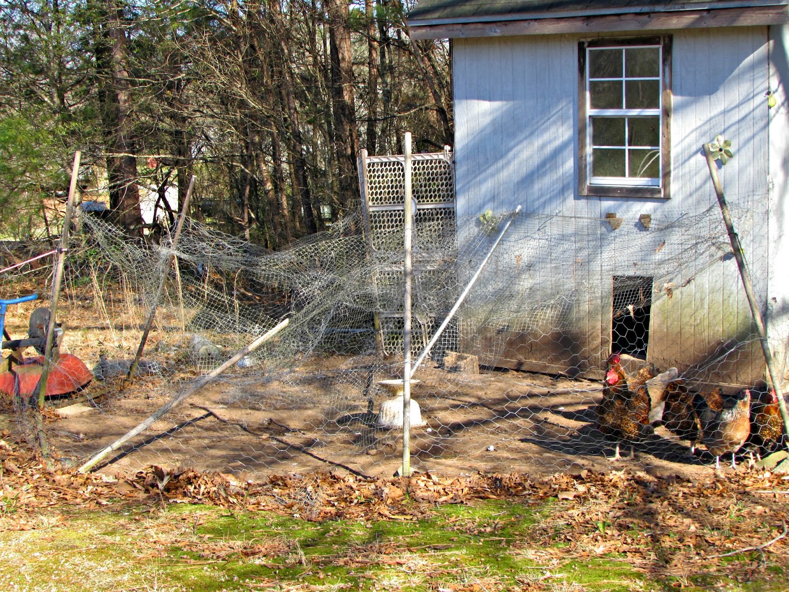 Winnowing Woman: turning a trampoline into a chicken run