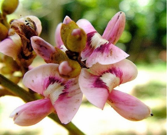 Flora de Puerto Rico Ilustrada Papo Vives: FABOIDEAE-ANDIRA INERMIS MOCA