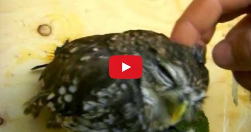Cutest Owl Ever - Baby Owl enjoys being petted - Must Watch Video