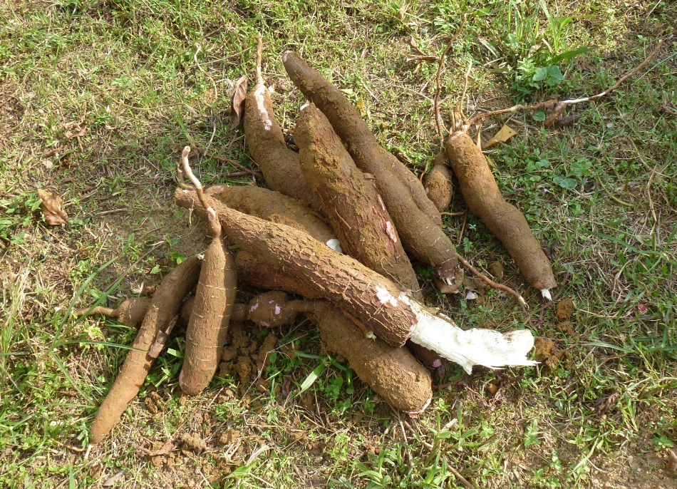 Greenfingers: Gali Ubi Kayu