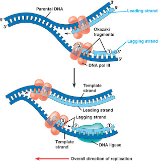 REPLIKASI, TRANSKRIPSI DAN TRANSLASI (SINTESIS PROTEIN)