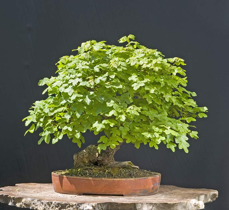 Walter Pall Bonsai Adventures: french maple with new pot