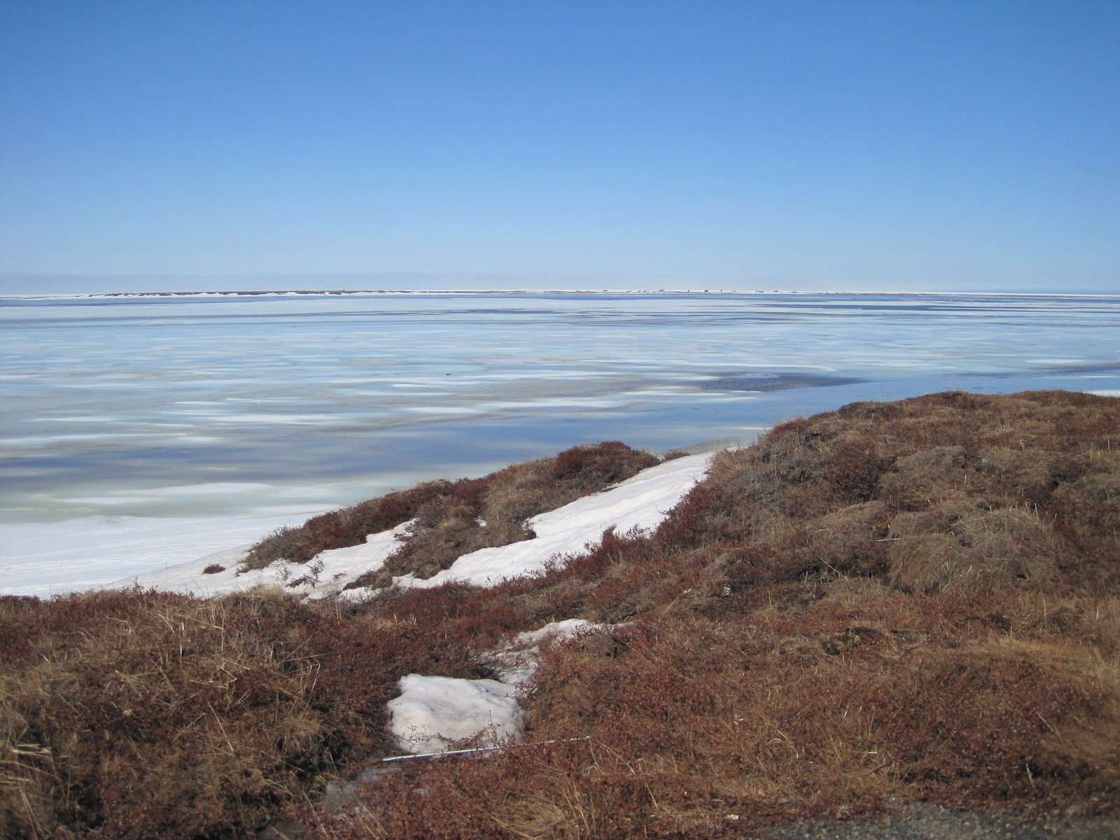 Baby Beluga: Point Lay