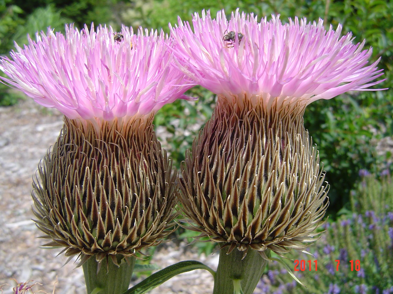 Anna's Perennials: Rhaponticum carthamoides