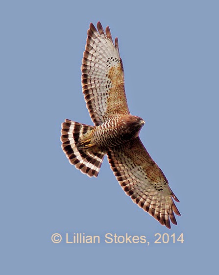 STOKES BIRDING BLOG: Prime Time For Hawk Migration watching is now ...