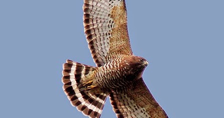 STOKES BIRDING BLOG: Hawk Migration happening NOW, How to ID Them!