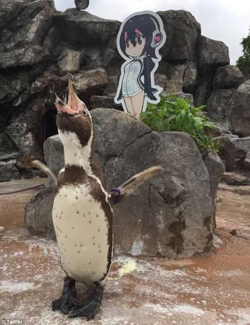 Lol. Penguin falls in love with a cardboard cut-out of a female anime ...