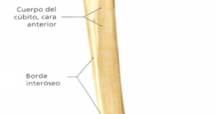 hueso-cubito-vista-anterior.png