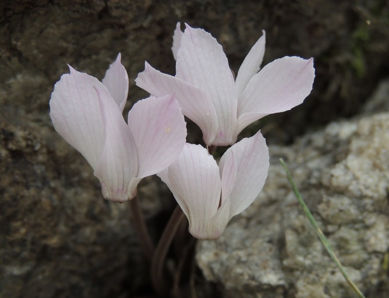 AFYON'UN MUHTEŞEM SİKLAMENLERİ (Cyclamen mirabile)