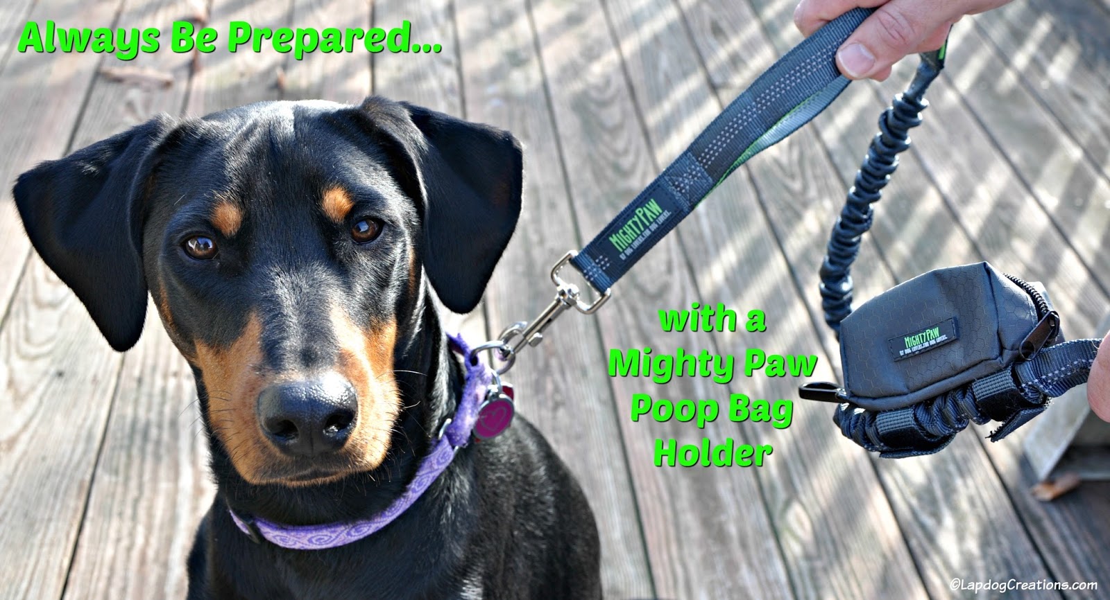 Lapdog Creations: Mighty Paw Dog Accessories + GIVEAWAY + COUPON