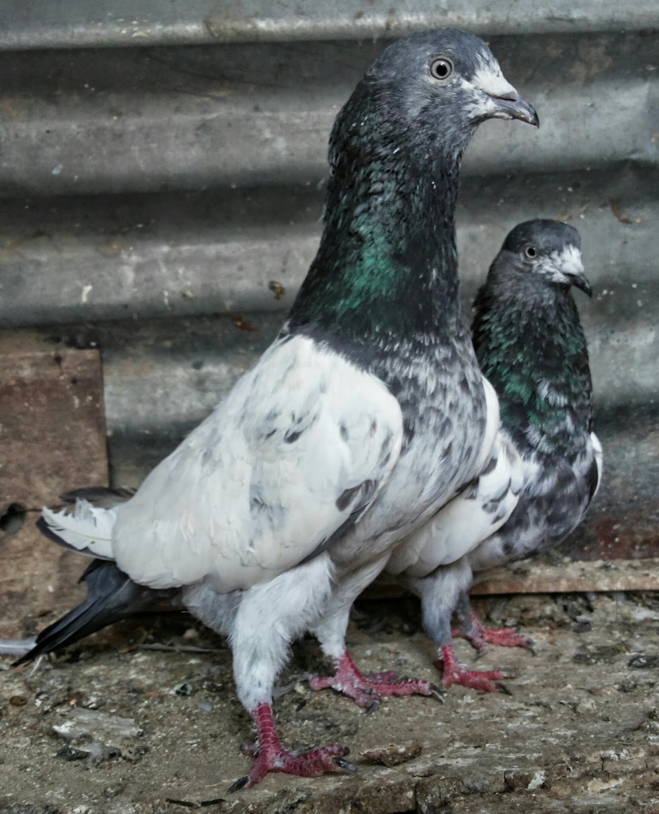 Rampuri Kabooter: Rampuri Kabootar