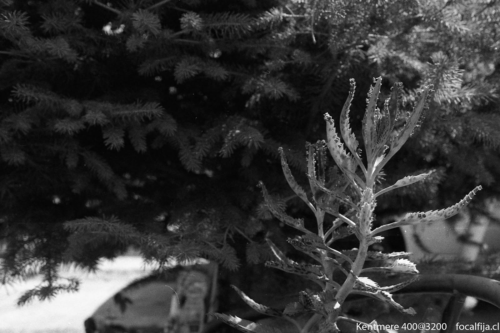 Kentmere 400 Push @800 @1600 @3200 Revelado con Rodinal