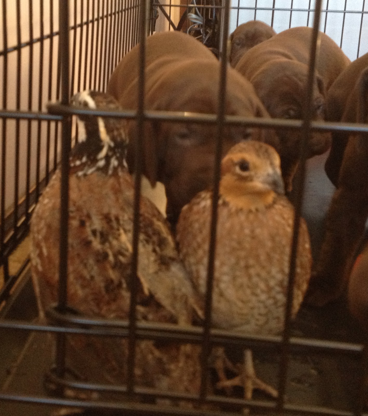Prairie Pointer German Shorthaired Pointers