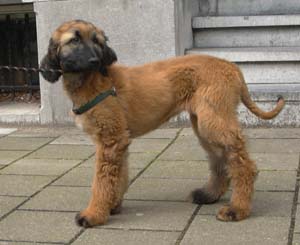 Pasme psov od A do Ž: AFGANISTANSKI HRT