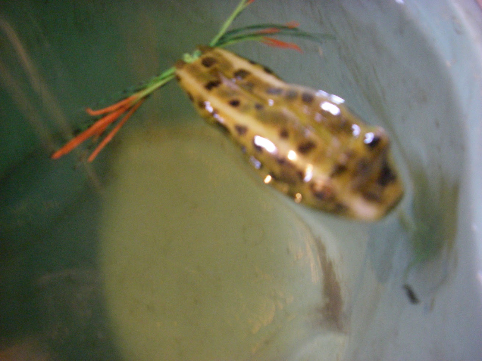 CHARLES WEISS ART: New Canadian Bass Lure FROGSTER prototype