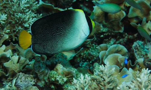 D' Ocean Aquarium: Ikan Angel (Angelfish)