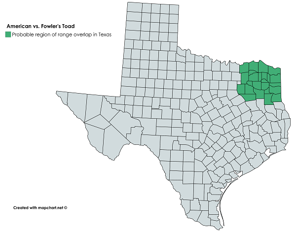 Frog Blog: American Toad vs. Fowler's Toad in TexasAnaxyrus americanus ...