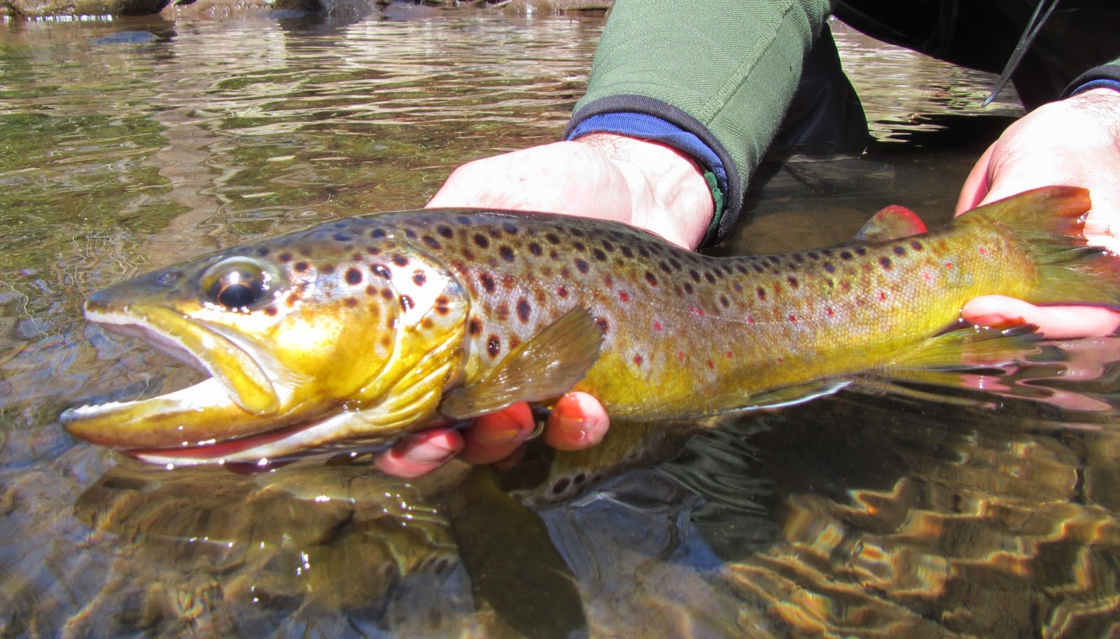 Western Maryland Fly Fishing: BWOs popping off on the Lower Savage River