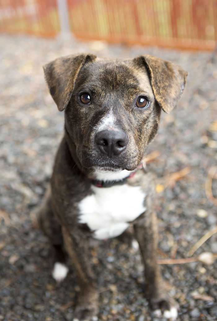 Shelter Dogs of Portland: "NICK" adorable little Pittie mix!