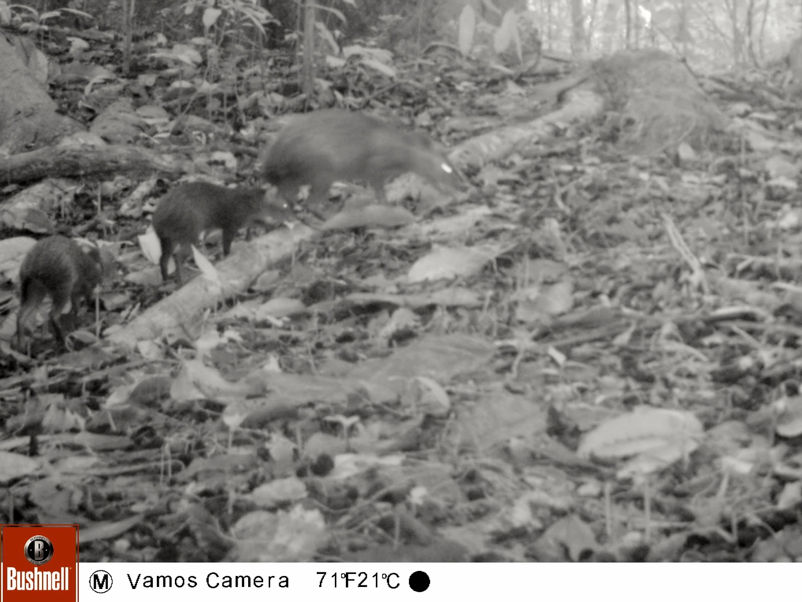 Ocho Verde Trail Camera Trap Update: 'Let's Go' See What's on the Vamos ...