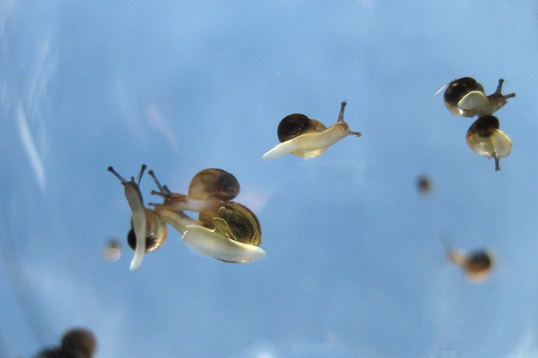 Goblin Punch: Flying Snails