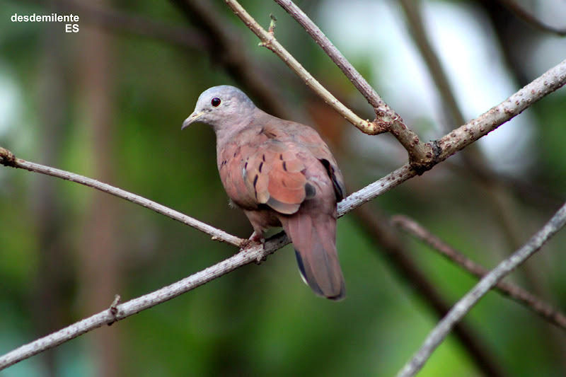 Aves de El Salvador: El canto nuestro de cada día ~ .:El Salvador desde ...
