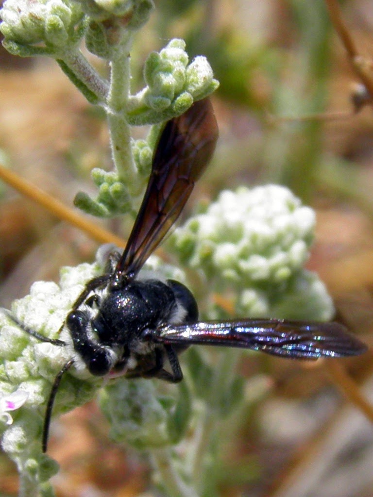 Taxonomía Arthropoda: Clase Insecta Orden Hymenoptera
