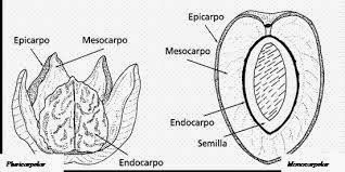 DIFERENCIAR LOS FRUTOS TIPICOS QUE SE PRODUCEN EN LAS REGION Y SU ...