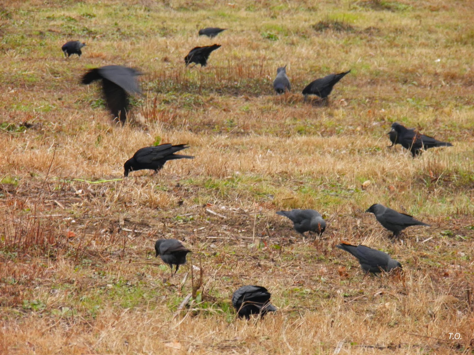 PASARI DIN ROMANIA: STANCUTA, Corvus monedula