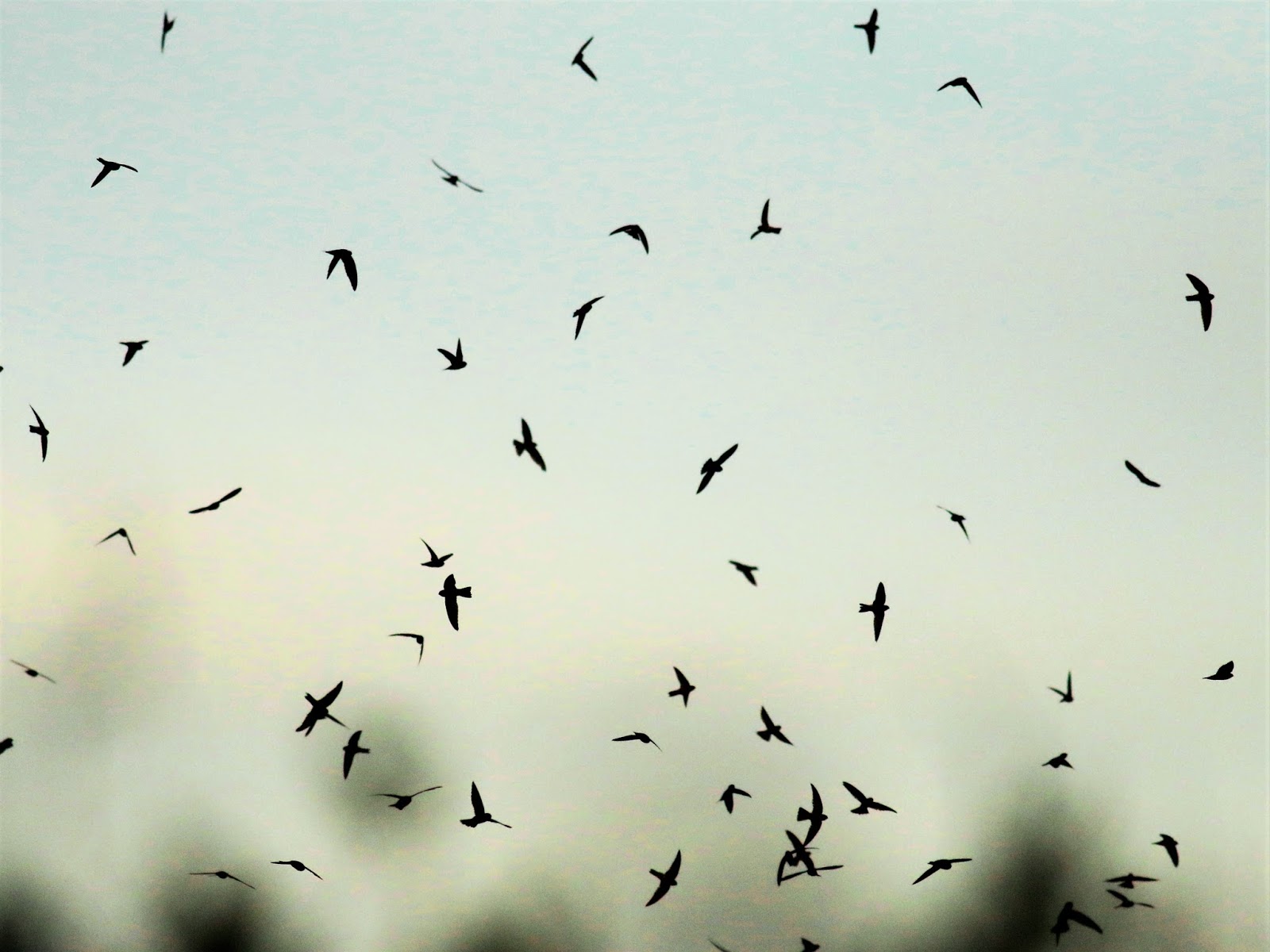Ron-Nature-Adventures: Identification of Swiftlets and Swallows (PART 1)