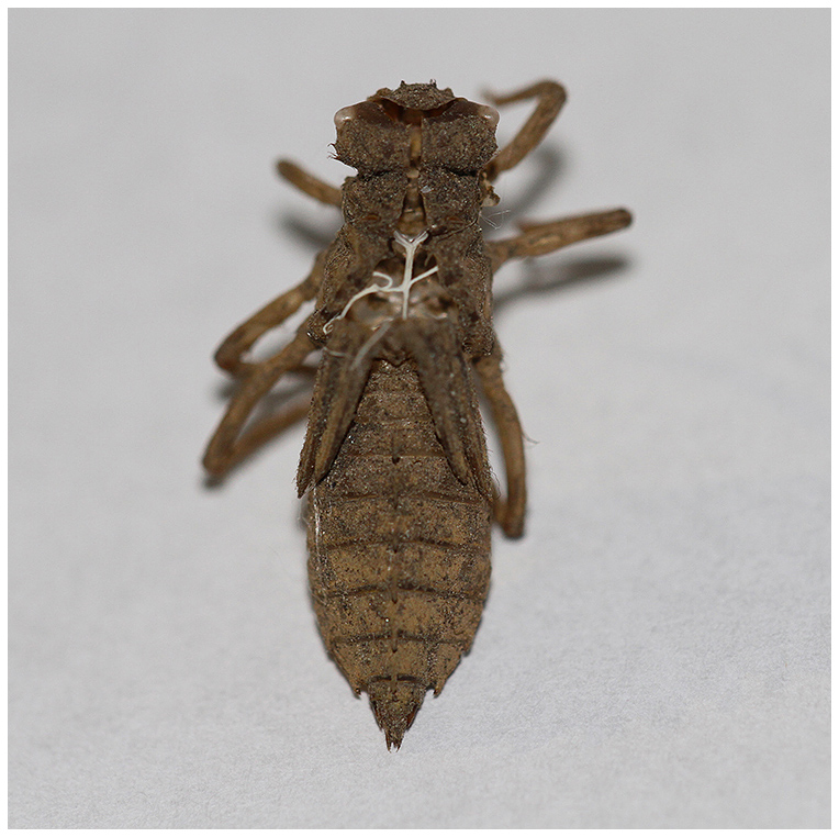 Kent Dragonflies: Scarce Chaser (Libellula fulva) Exuviae