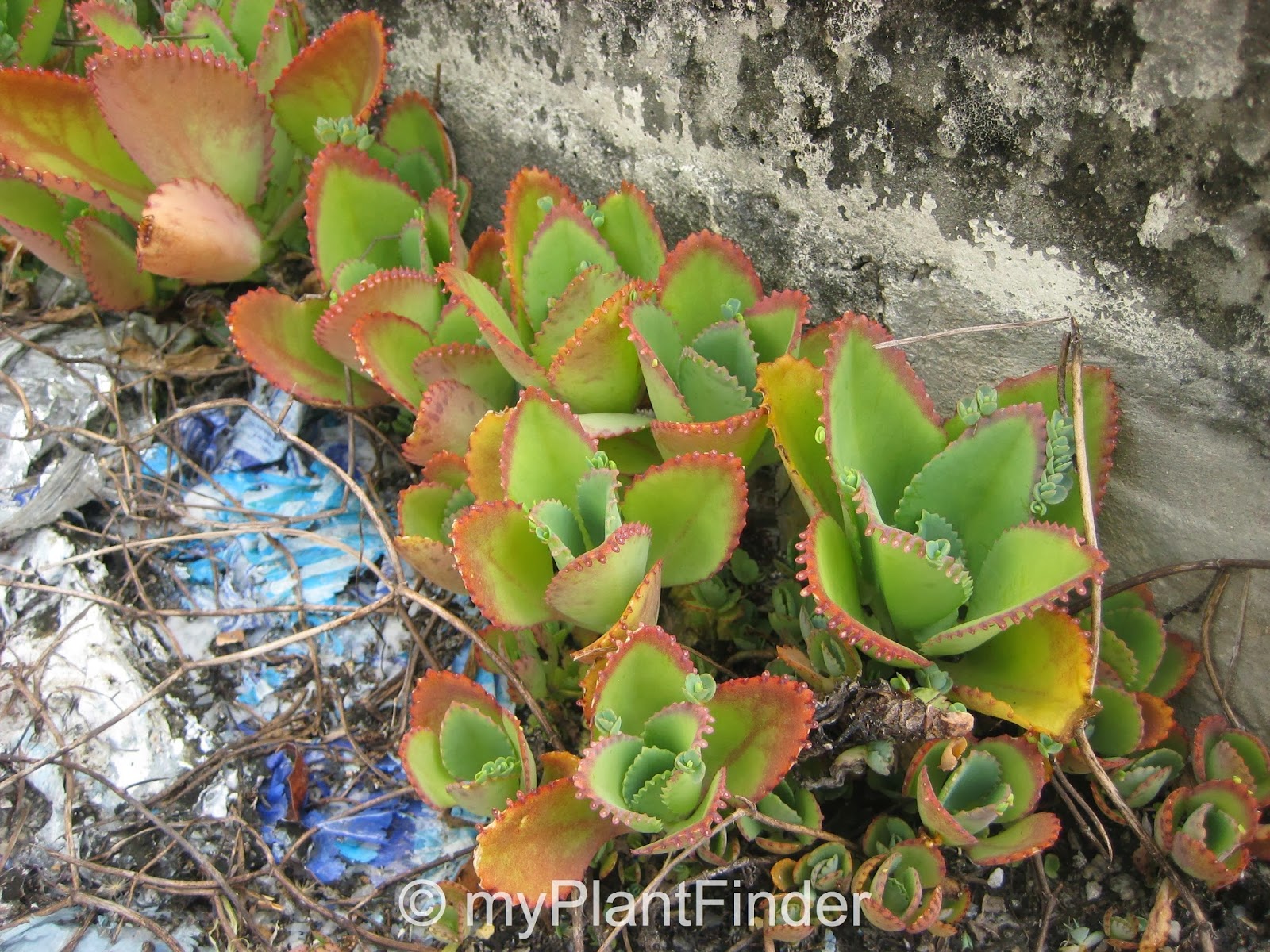 MY PLANT FINDER | Plant Guide: Bryophyllum x crenatodaigremontianum