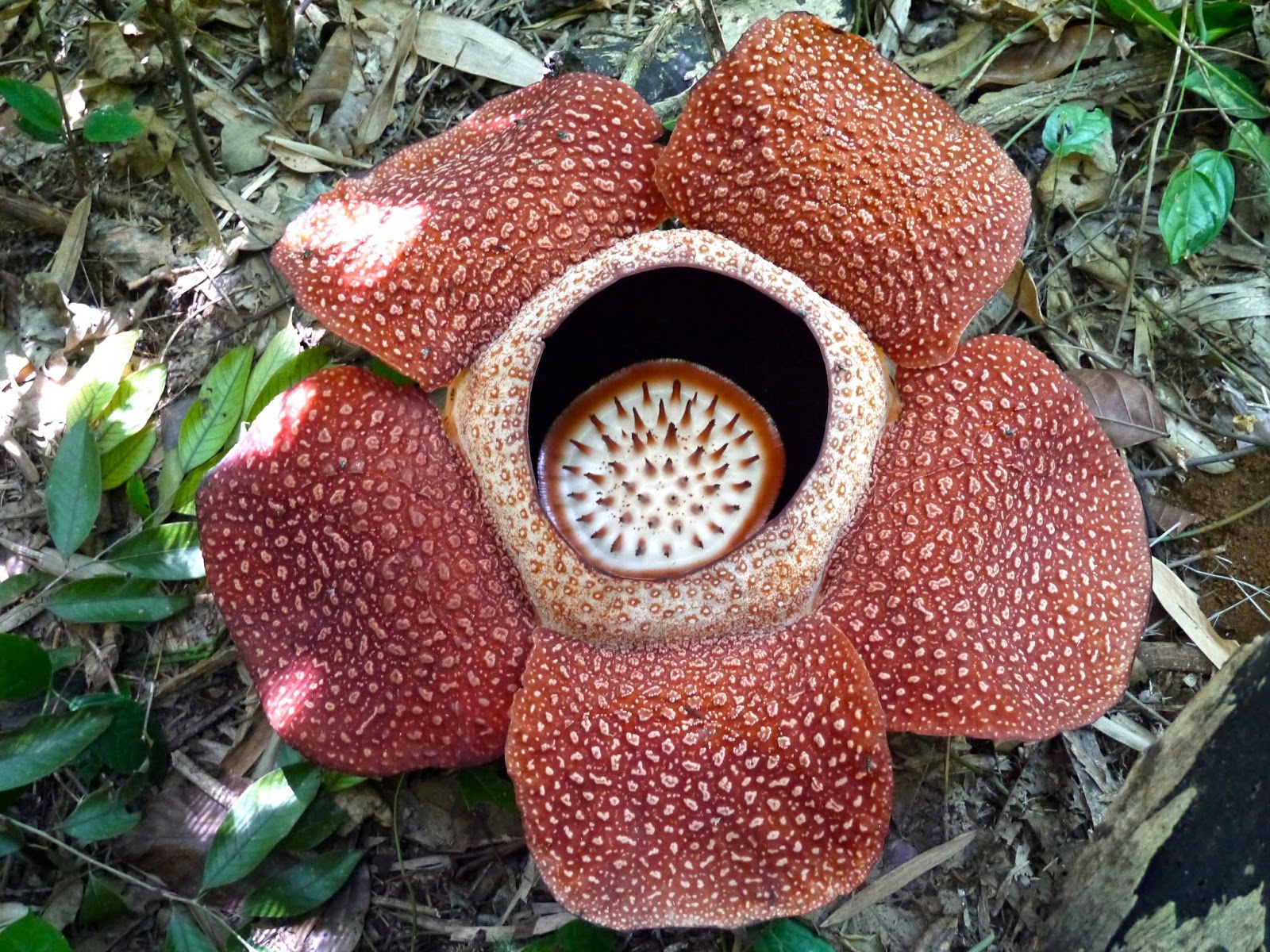 Perbedaan Rafflesia Arnoldii dan Bunga Bangkai