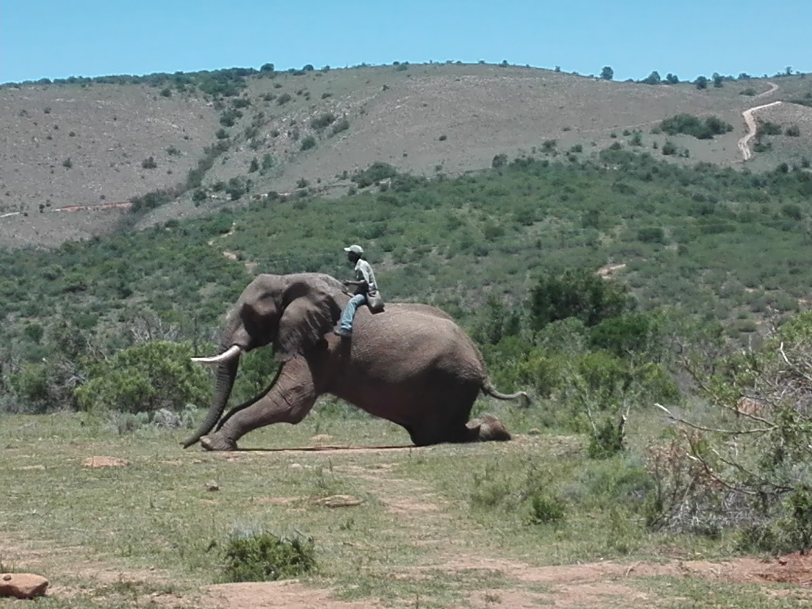 PETER GIDDY.: Elephant Back Safari -- Riding on an Elephant and ...