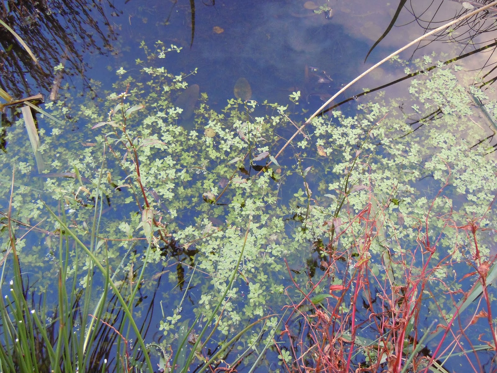 The Wetland Conservation Diary (UK): Macrophytes of the Malltraeth ...