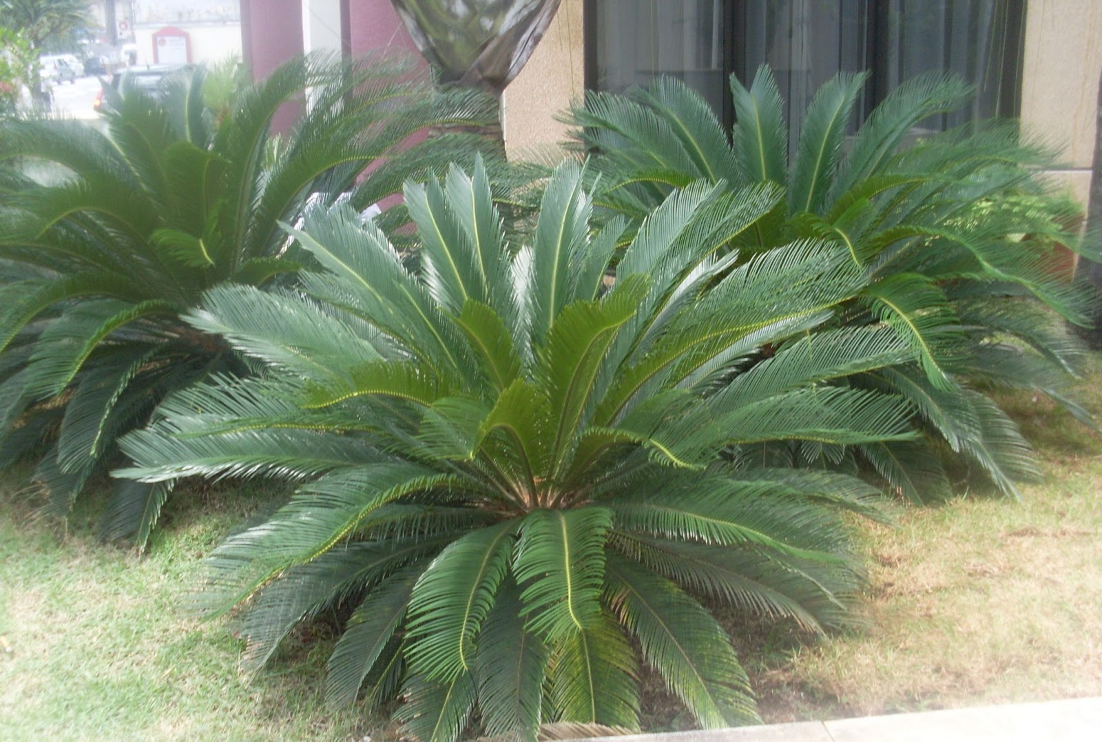 Cycas revoluta «cica» - Id Plantae