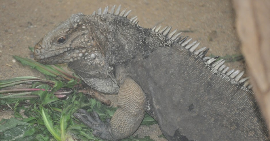 ZOOTOGRAFIANDO (6.100 ANIMALS): IGUANA AZUL / BLUE IGUANA (Cyclura lewisi)