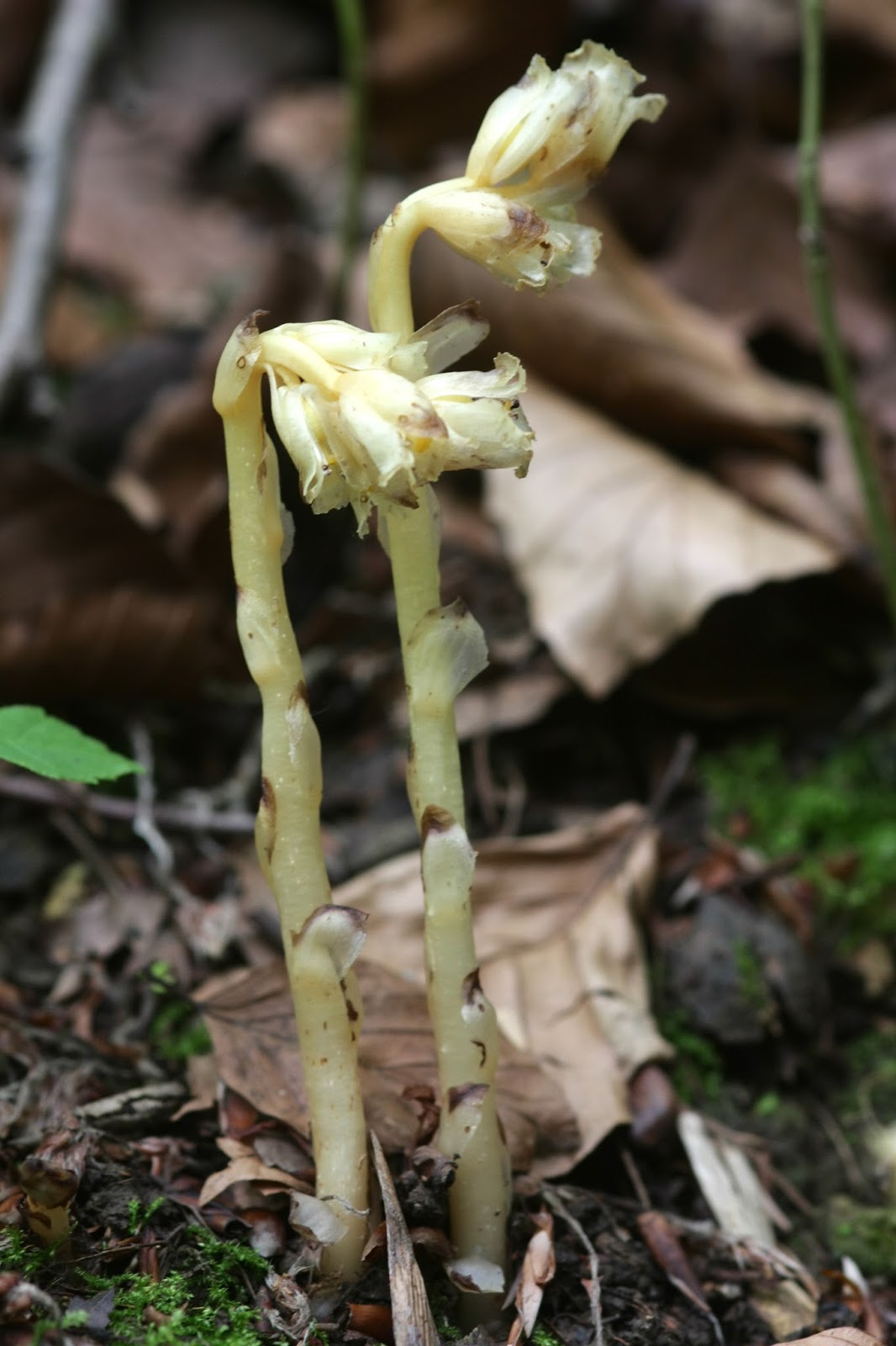 Collecting seed for the Millenium Seed Bank